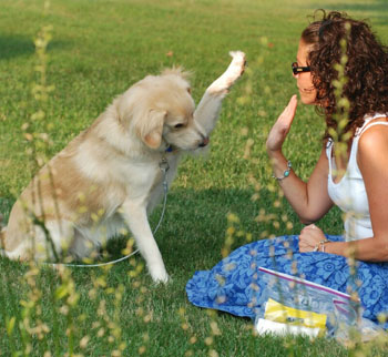 How To Master Dog Training | Dog Safe Training Techniques